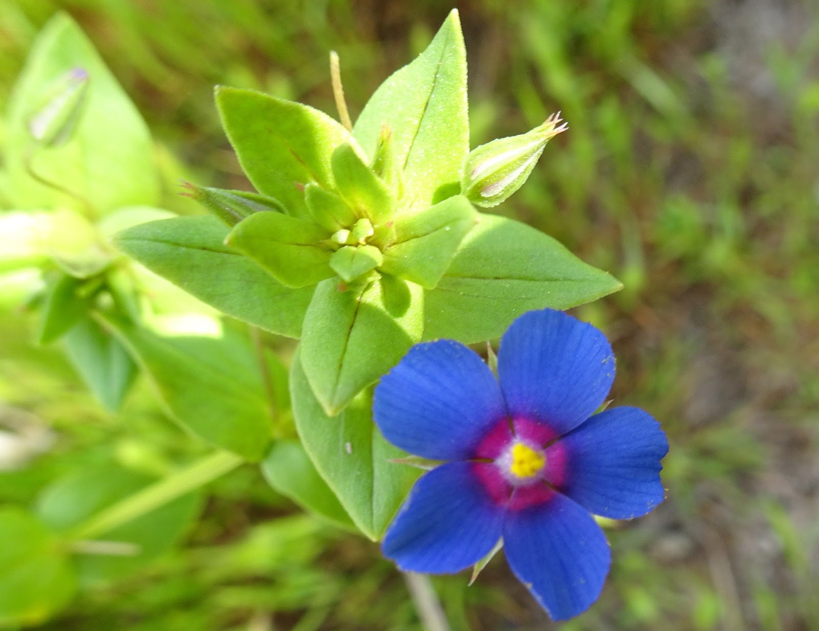 HERBARIO VIRTUAL DE BANYERES DE MARIOLA Y ALICANTE: Anagallis arvensis ...