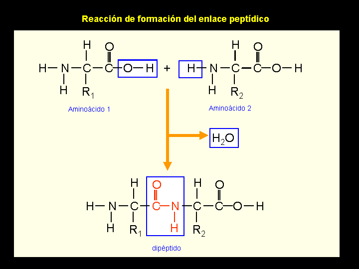 ENLACE PEPTIDICO Y ESTRUCTURA DE LAS PROTEINAS | TERCERO