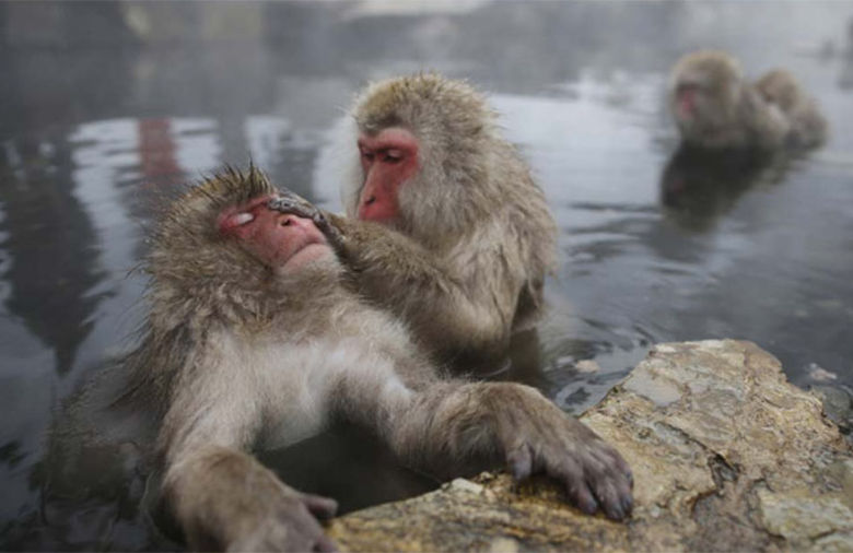 JapanTours: Parque de los monos.