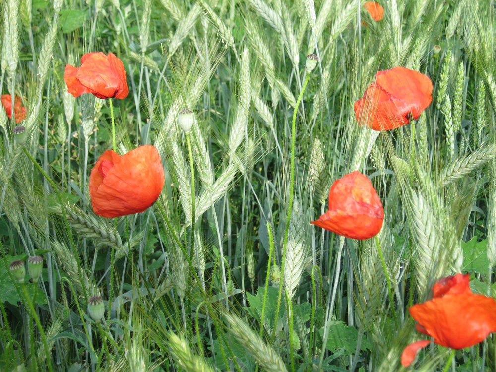 50 év felett: Pipacs