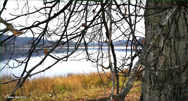 Northern Interior British Columbia: Rose Lake British Columbia (Pictures)
