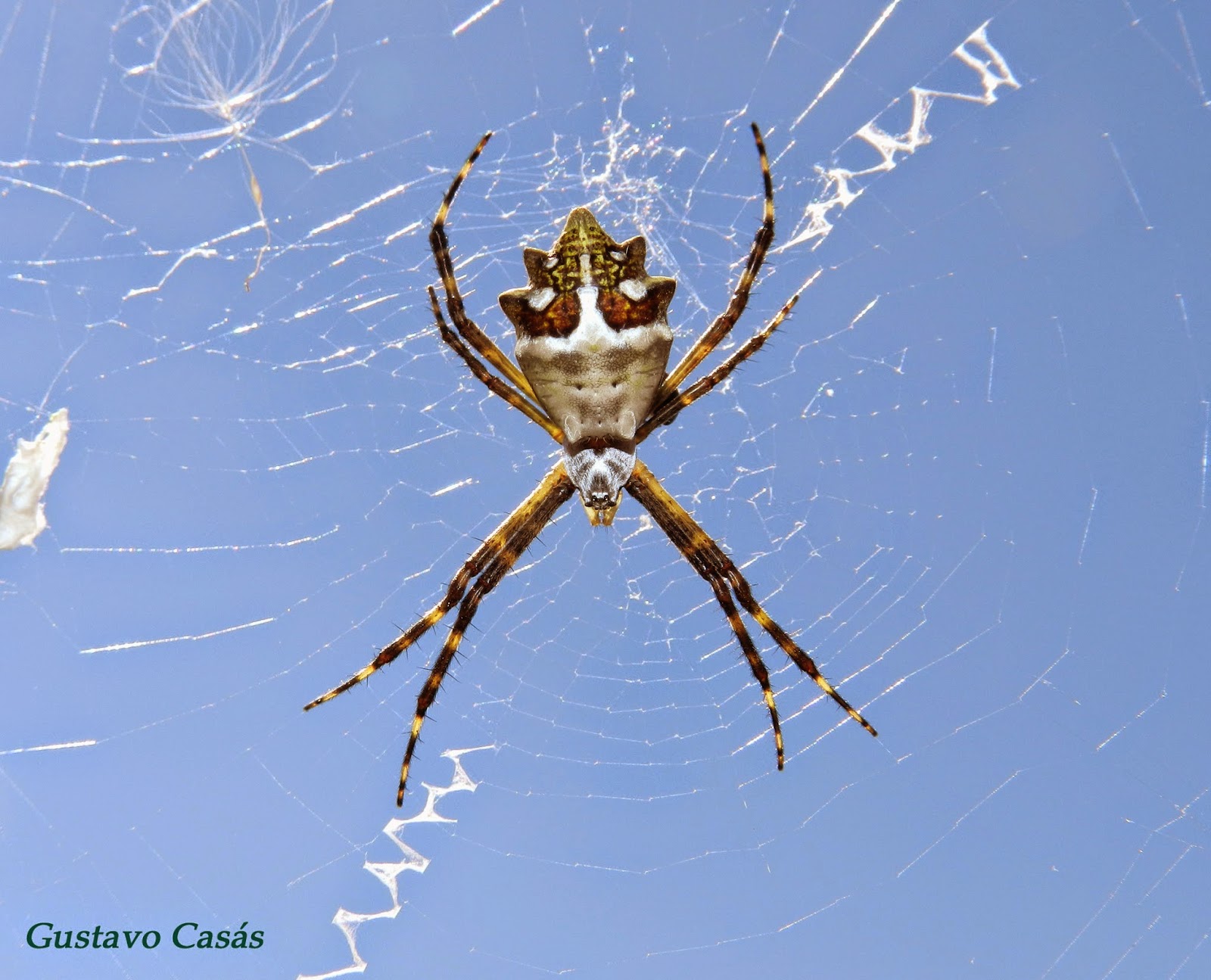ARACNIDOS: Argiope argentata.