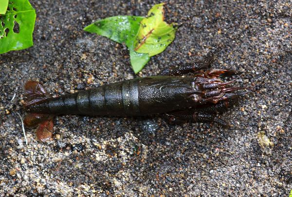 Fächergarnelen: Fächergarnelen Hotspot Guadeloupe