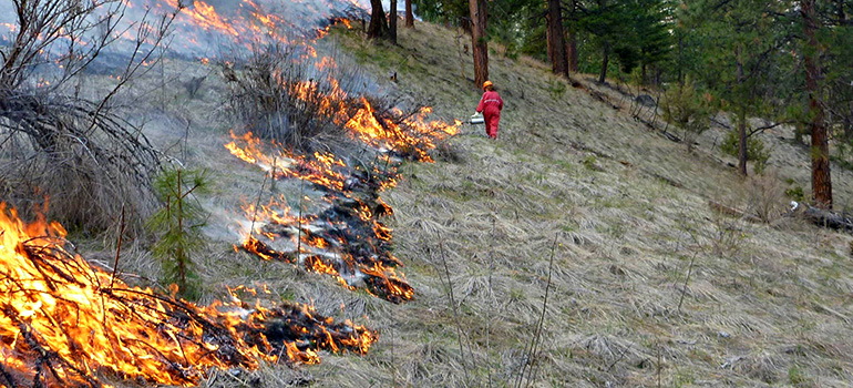 BETTY'S EARLY EDITION: Clear-Cutting BC Forests to a Fiery Extinction