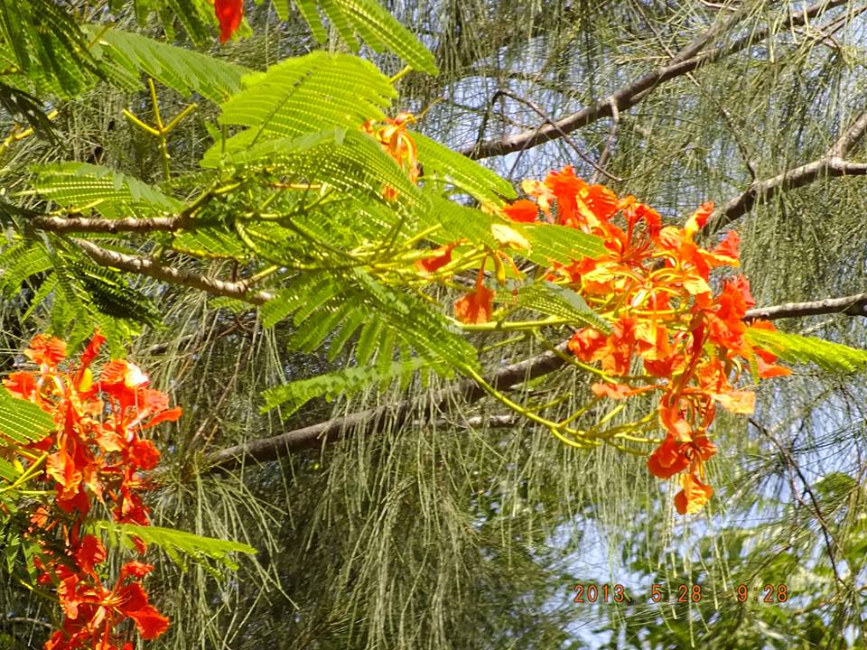Photography with Dr. Ernie.: Fire tree flowers, poinciana, delonix regia