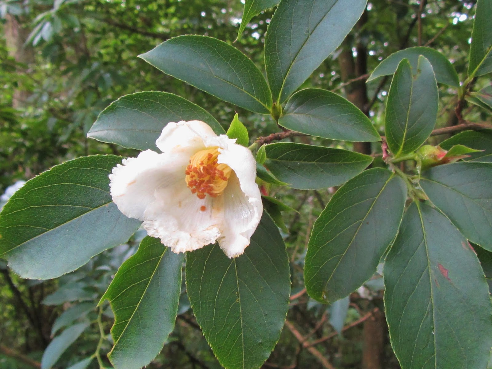 High Beeches Gardens: Stewartia rostrata