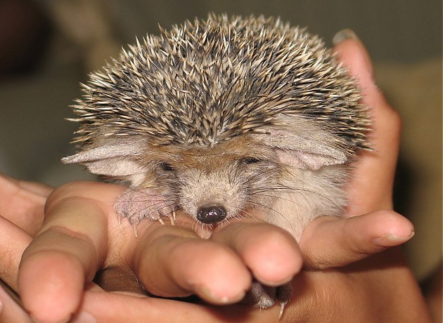 Amazing Hedgehog - Hedgehogs Facts, Photos, Information, Habitats, News ...