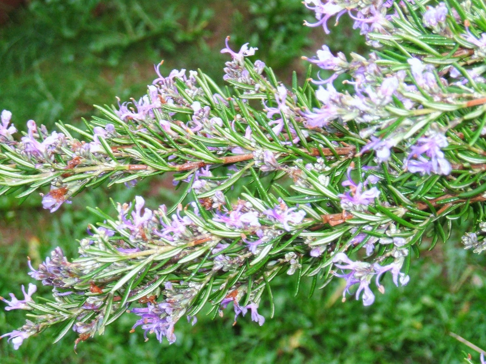 Tierra de Violetas: ROMERO