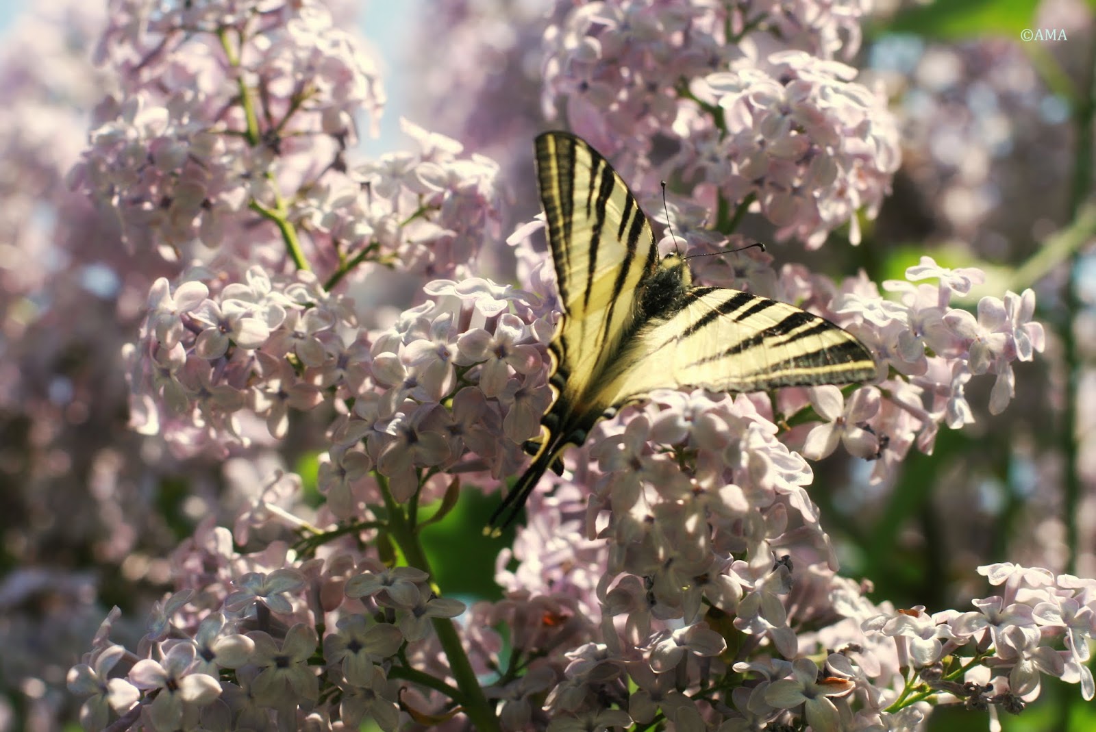 Liliacul - Pastelurile Naturii