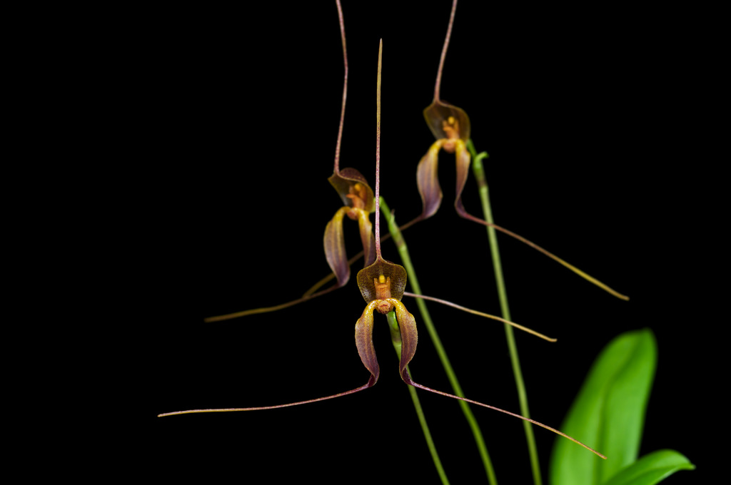 Masdevallia alexandri care and culture | Travaldo's blog