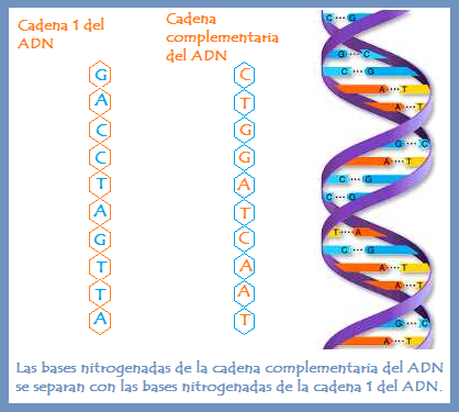 P-11 Una cadena de DNA tiene la siguiente sucesión de bases ...