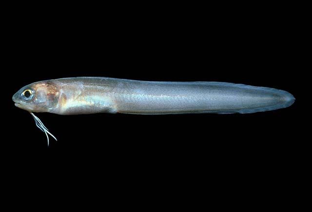 Real Monstrosities: Cusk-eel