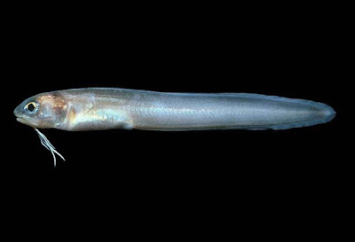 Real Monstrosities: Cusk-eel