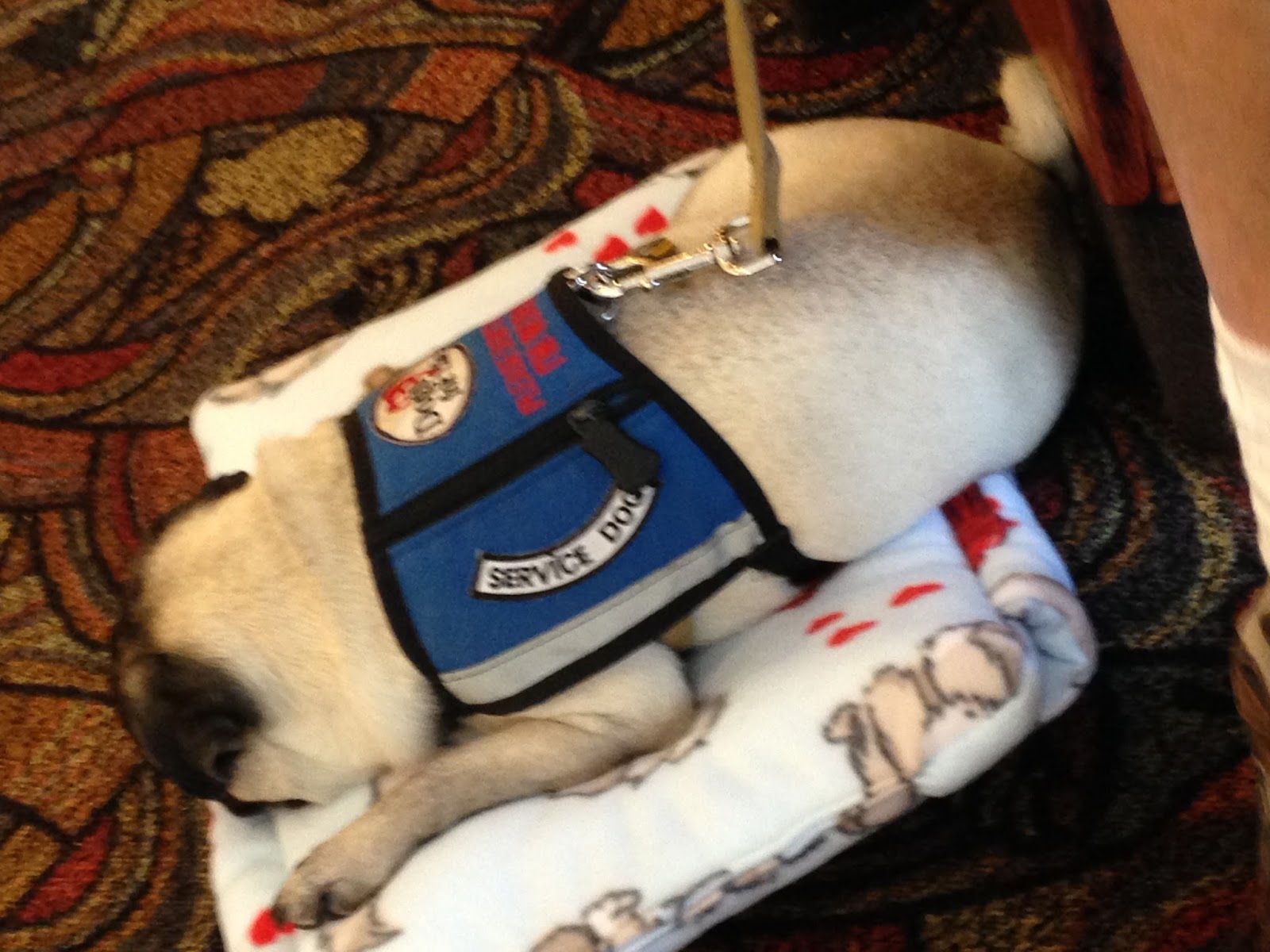 Pia Pia, a Pug with a Purpose..: PTS Service Dogs are Critical for ...