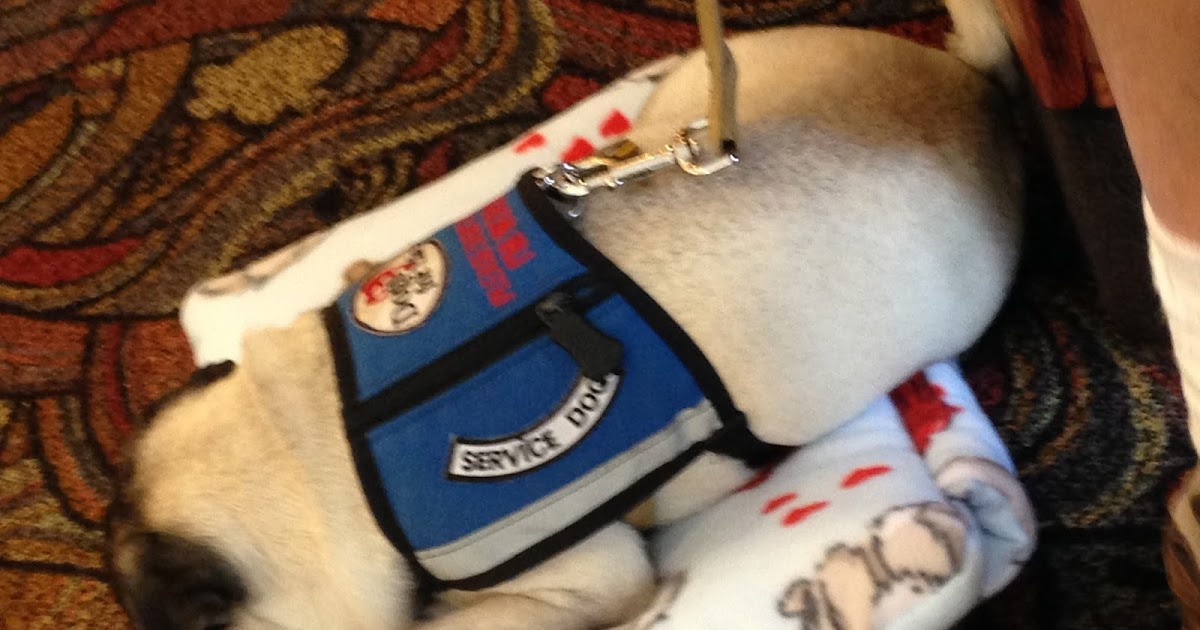 Pia Pia, a Pug with a Purpose..: PTS Service Dogs are Critical for ...