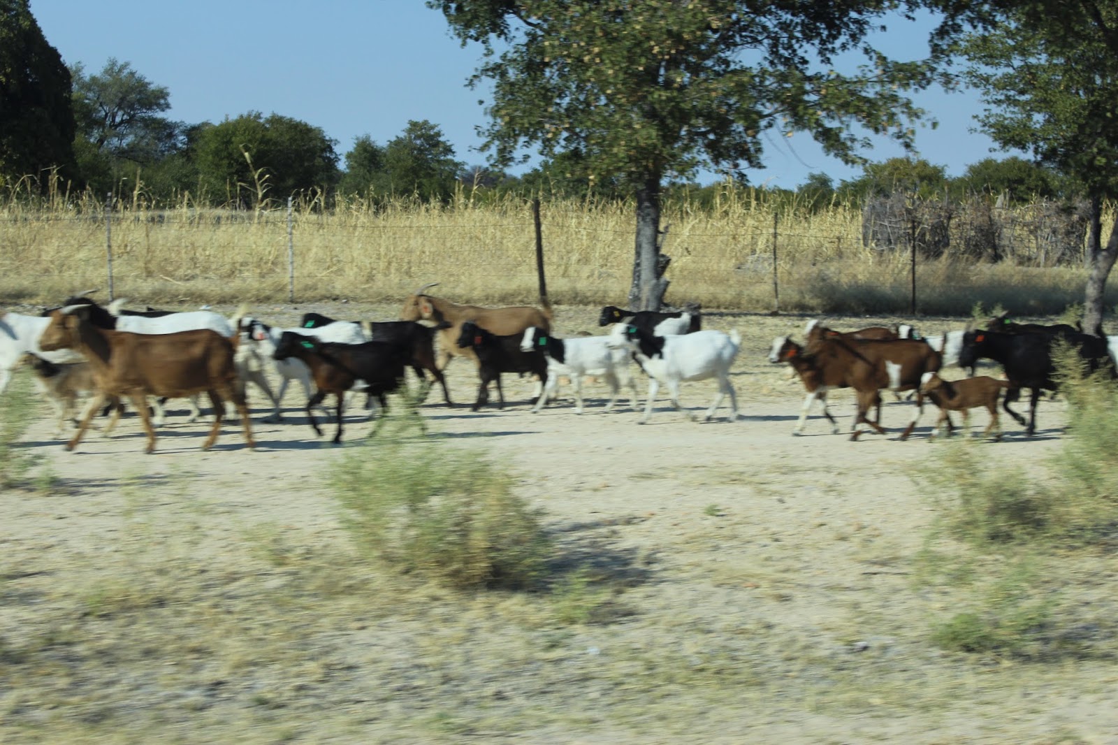 A Lyons adventures in Namibia: Traditional Village Life