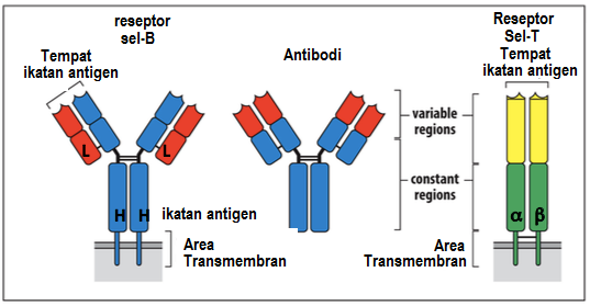 Catatan prestasi Guru Biologi: SEL LIMFOSIT B DAN SEL LIMFOSIT T