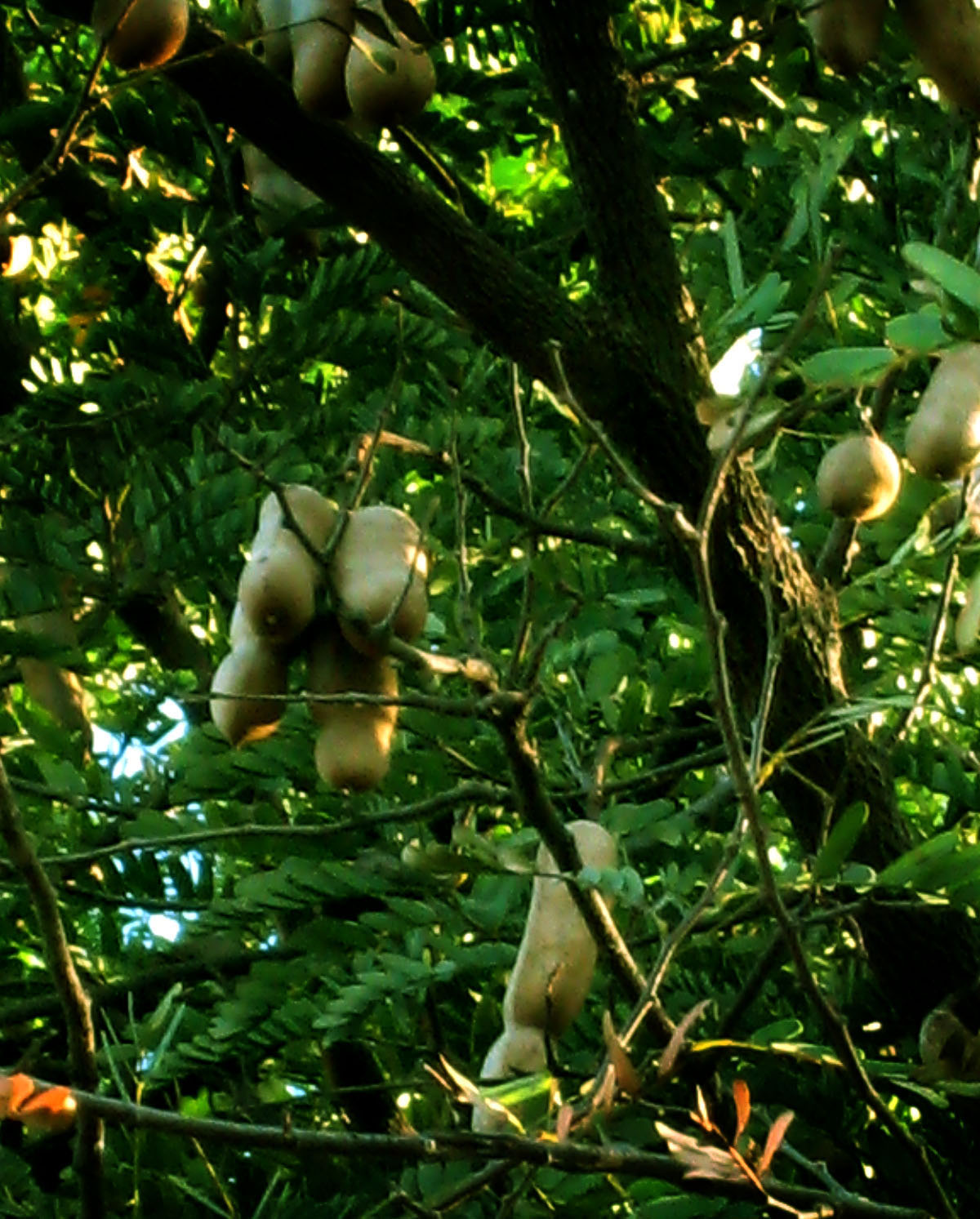 ChamoruBoy: Gi Annai Dumådångkulu Yu'