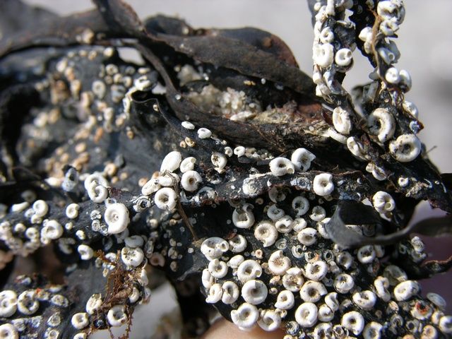 Real Monstrosities: Spirorbis