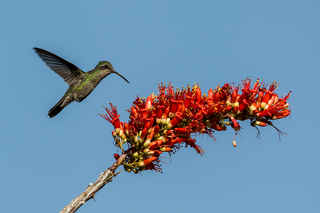 Your Daily Dose of Sabino Canyon: Ocotillo lures hummingbirds