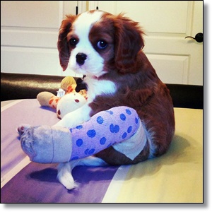 The Pet Tree House - Where Pets Are Family Too : Broken Legs In Dogs ...