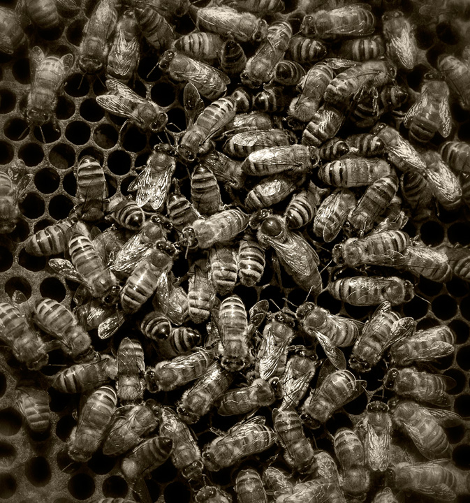 Dan Routh Photography: Bee Ready Bees