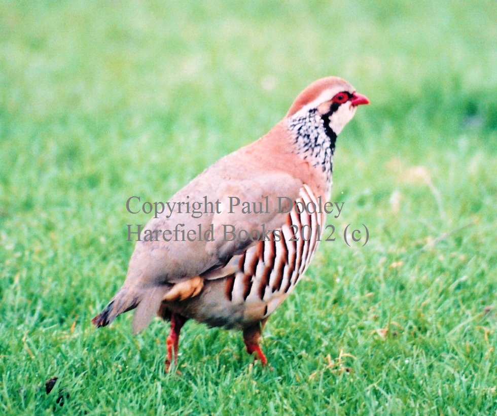 Harefield Wildlife Images: July 2012