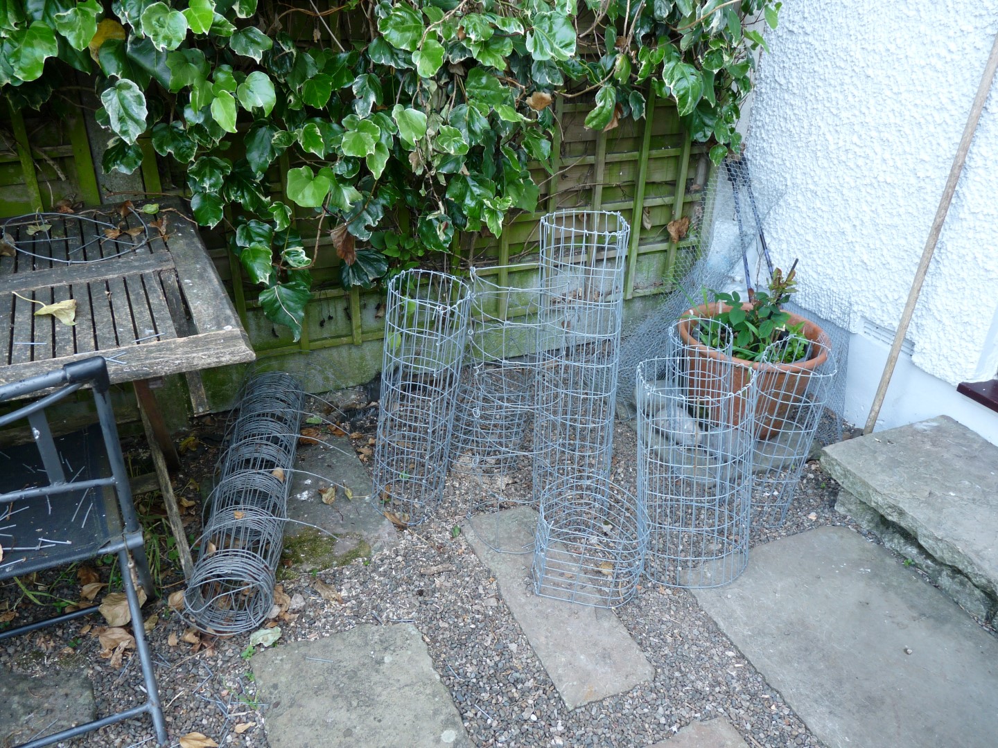 Epipactis Atrorubens and More: Cages and Protection for our Orchids
