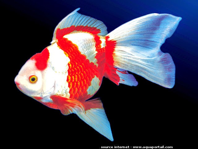Le poisson rouge - Le Grand Univers