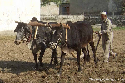 Ploughing With Oxen | Nature, Cultural, and Travel Photography Blog