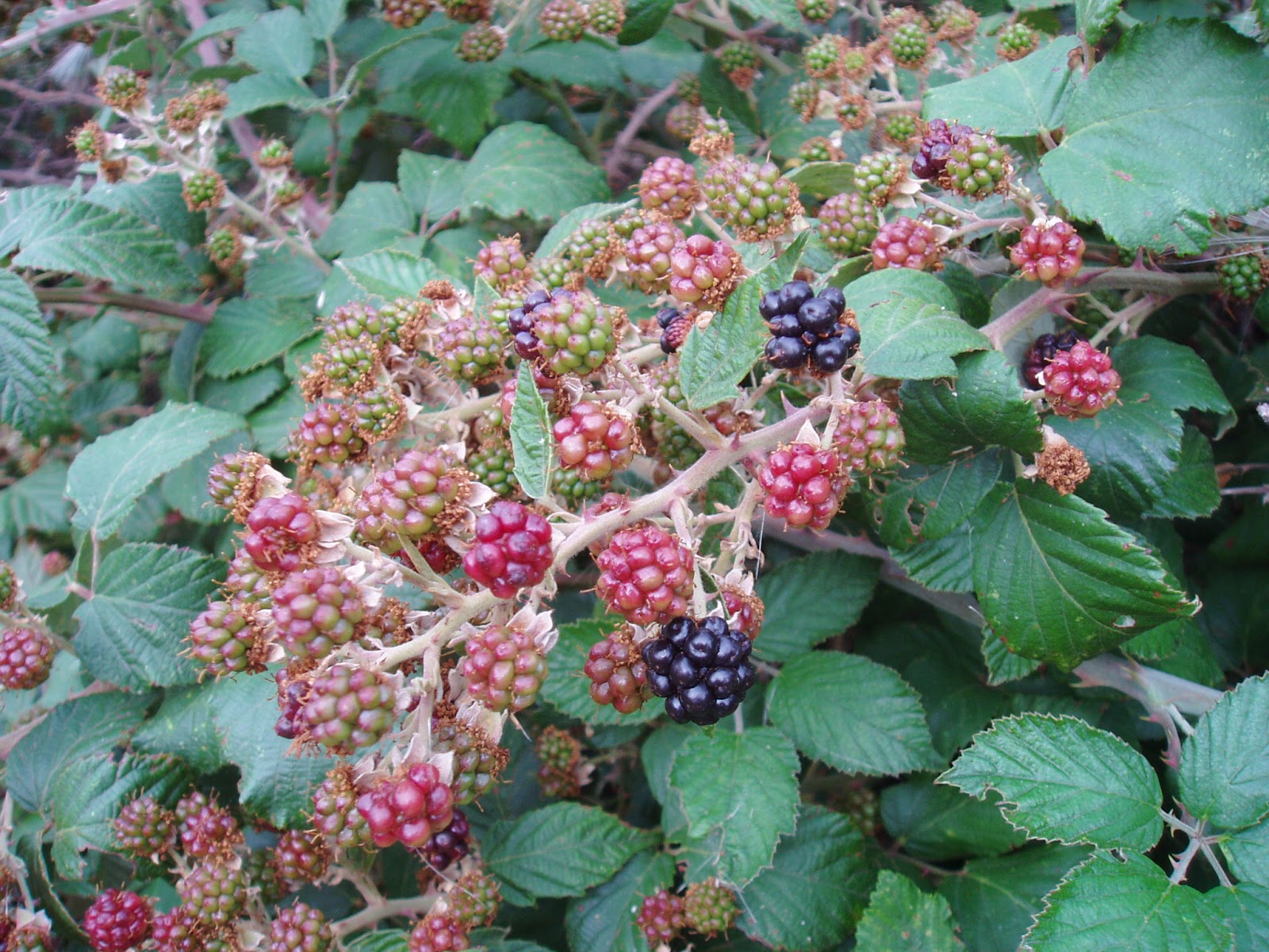 ZARZAMORA: Rubus ulmifolius | Plantas rioMoros