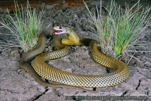 Reptile Lovers Tangerang: Daftar Jenis Ular Berbisa (Venomous)