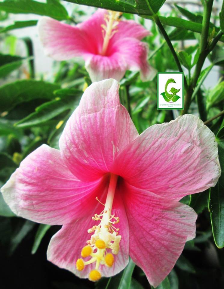 GoGreen Travel: Bunga Raya / Hibiscus