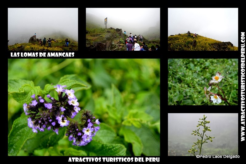 Las Lomas de Amancaes | Atractivos Turísticos del Perú