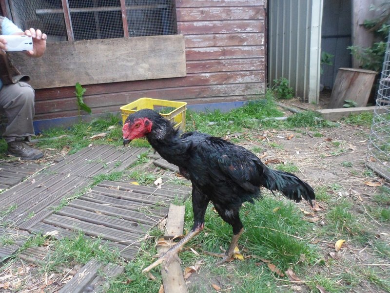 ASEEL FIGHTER PHOTOS - ASEEL FIGHTER PHOTOS