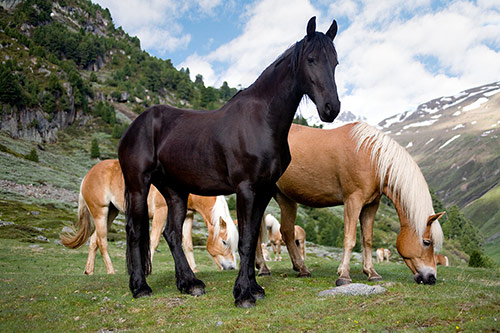 All About Animal Wildlife: Horse Facts and Images 2012