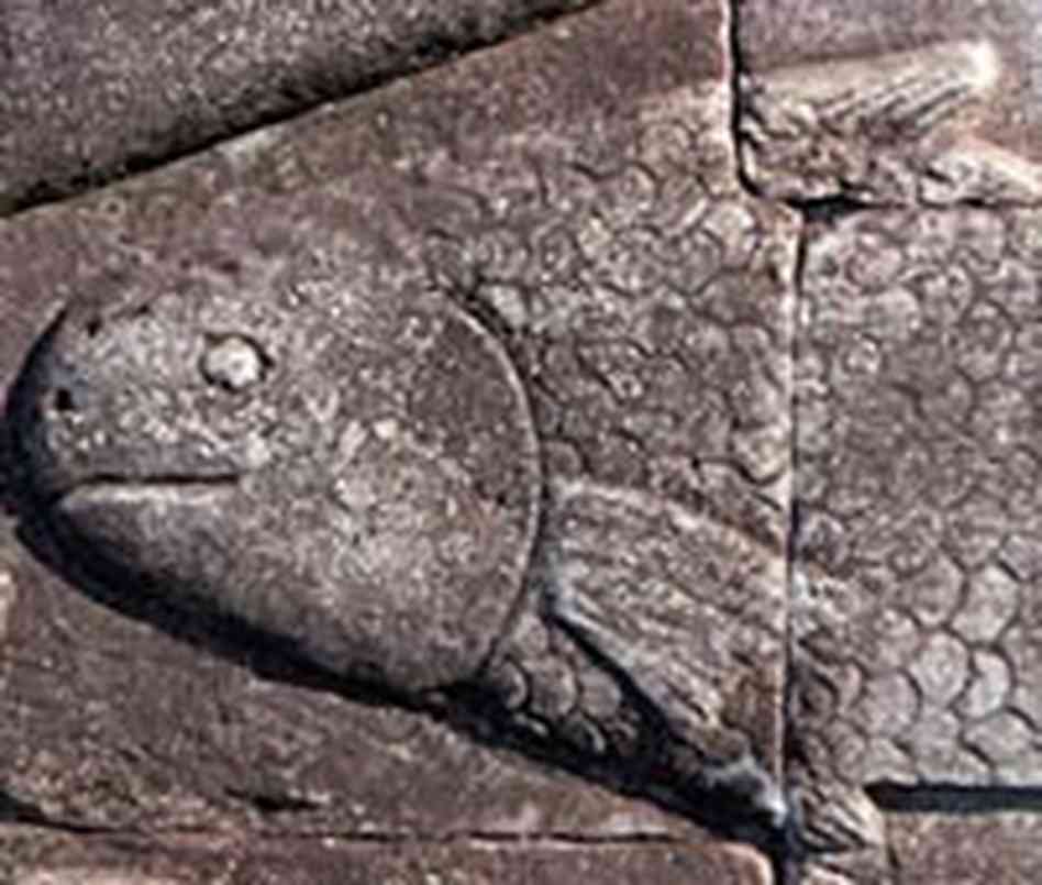 Cambodian Beginnings: Cambodia's National Fish: The Giant Mekong Barb