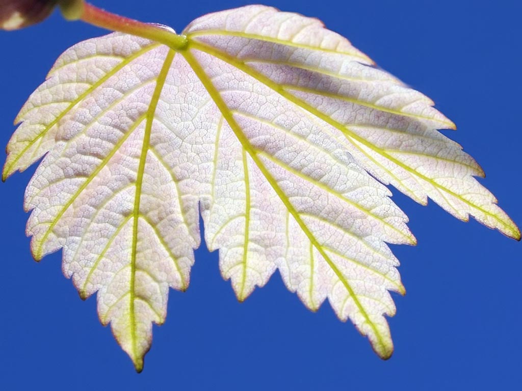 Free Wallpaper: New Life Spring Nature Wallpaper