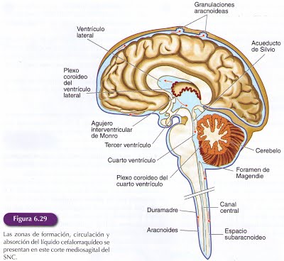 laboratorioCbtis7: liquido cefalorraquídeo