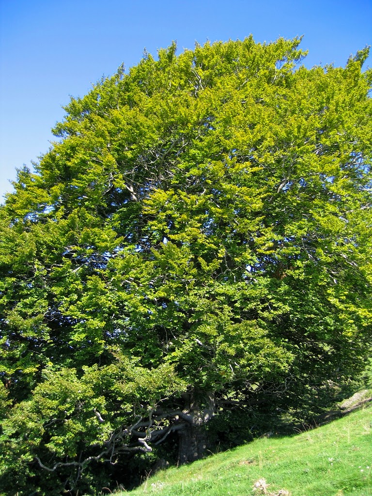 La Vall del Ges i el Bisaura: ARBRES MONUMENTALS: el Faig de la Font de ...