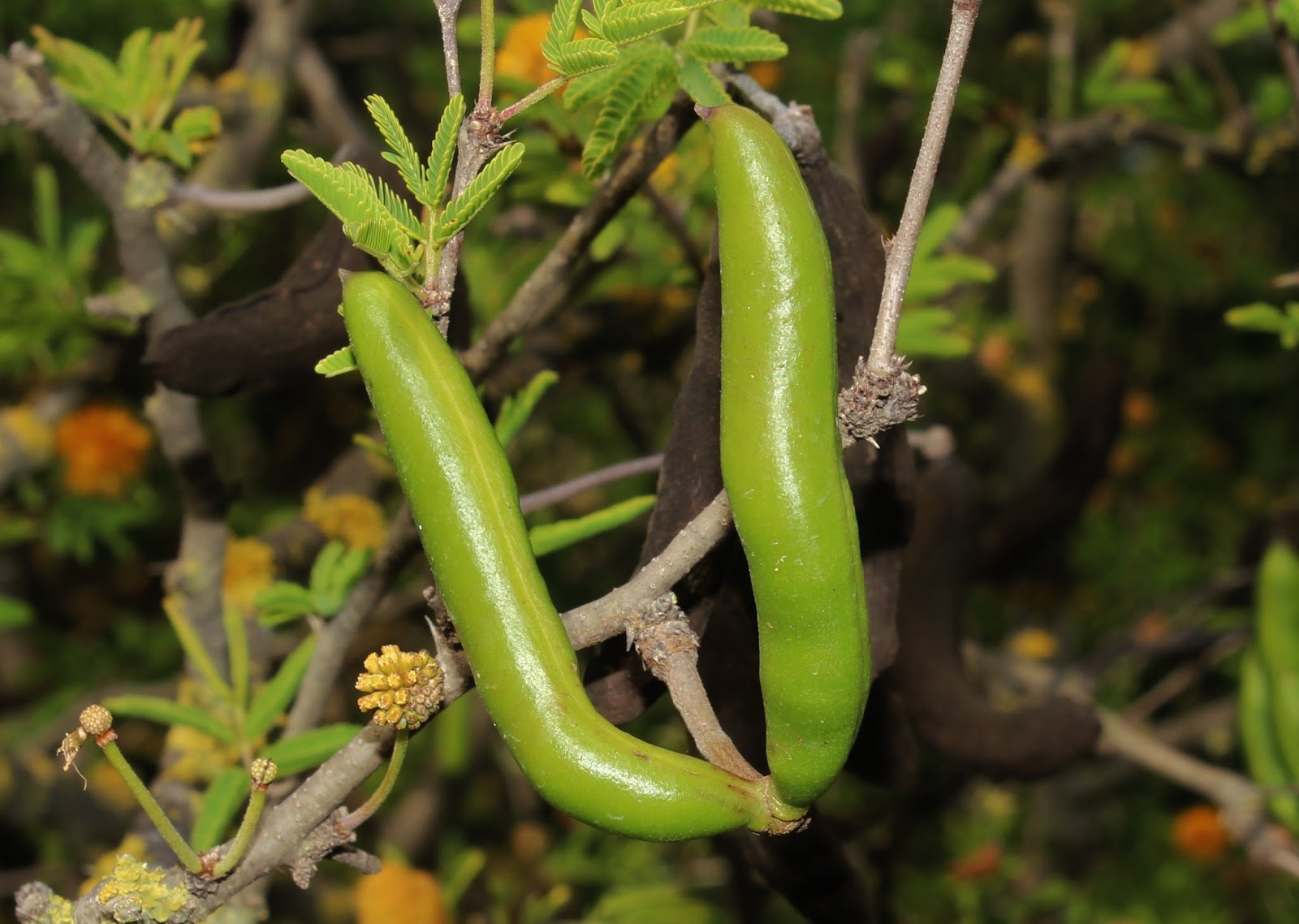 Biodiversity of Cyprus by NGO Protection of the Natural Heritage and ...