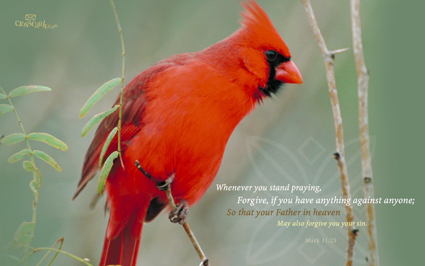 ¿CUAL ES LA DIFERENCIA ENTRE UN FANATICO RELIGIOSO I UN FANATICO DE ...