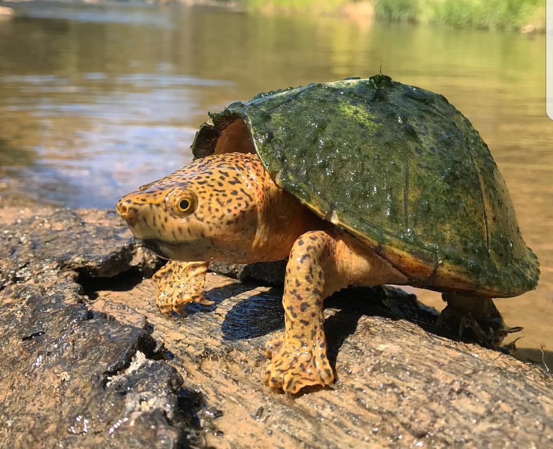 Razorback Musk Turtle Si Kura-Kura Berpunggung Duri - Nakama Aquatics