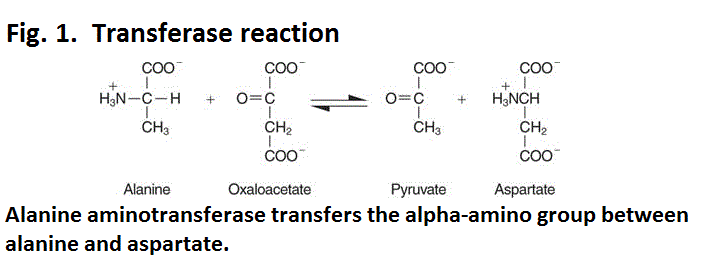Botany, Bugs and Bunkum: F@%&ing enzymes, how do they work?!