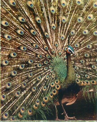 Merak Hijau Keindahan Berbuah Petak | Irsyad Blog