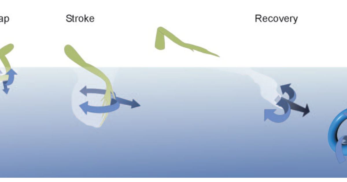 Exploring Rare Adaptations: Basilisk Lizard