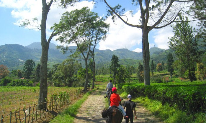 Agro Wisata Gunung Mas Bogor, Tempat Liburan dan Menginap Bersama ...