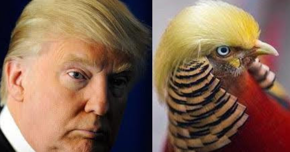 SkyWizBlu: Bird becomes an internet sensation in China because people ...