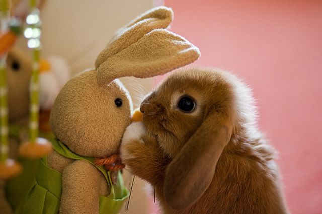 Cute bunny pictures that will make you say aww (30 pics) | Amazing ...