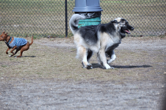 Cooper's Shiloh Shepherd Blog